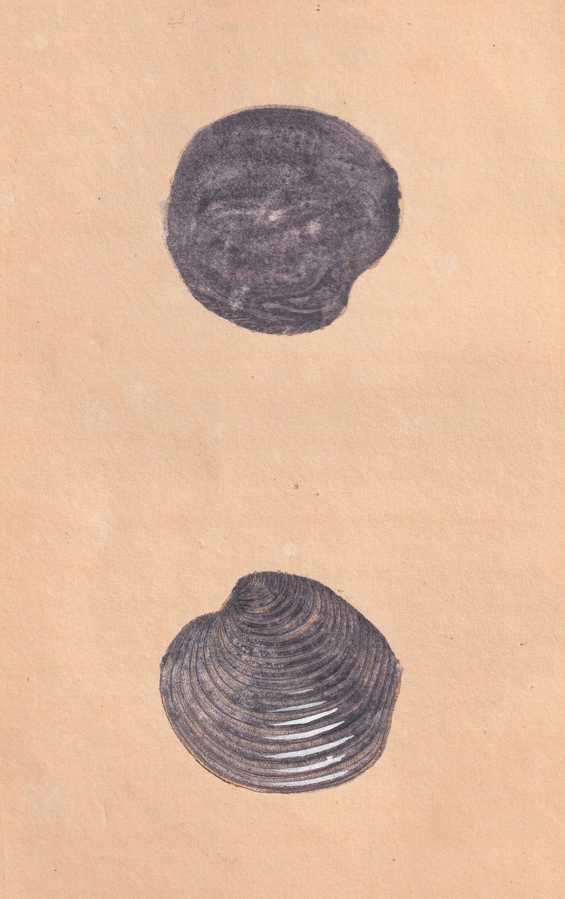 Milky Venus Shell – Arch Books