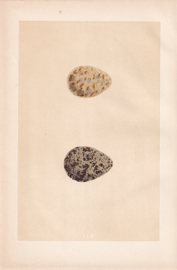 Turnstone – Arch Books